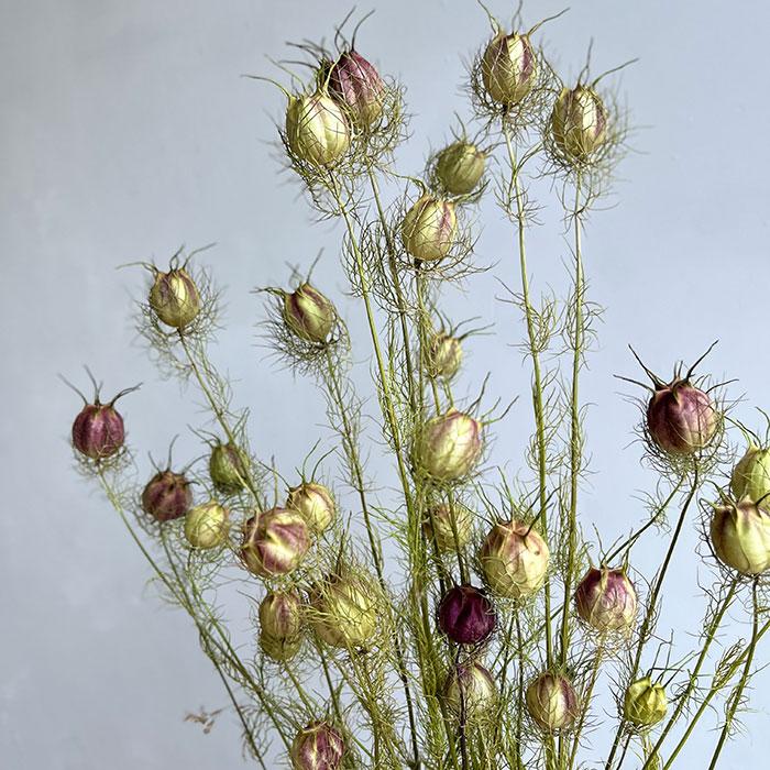 Nigella Pods – Bloomed Roots